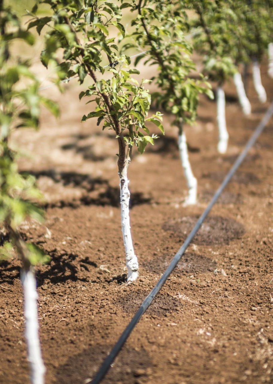 ΑΓΡΟΔΟΜΗ - ΑΡΔΕΥΣΗ, ΥΔΡΕΥΣΗ - agrodomi.gr
